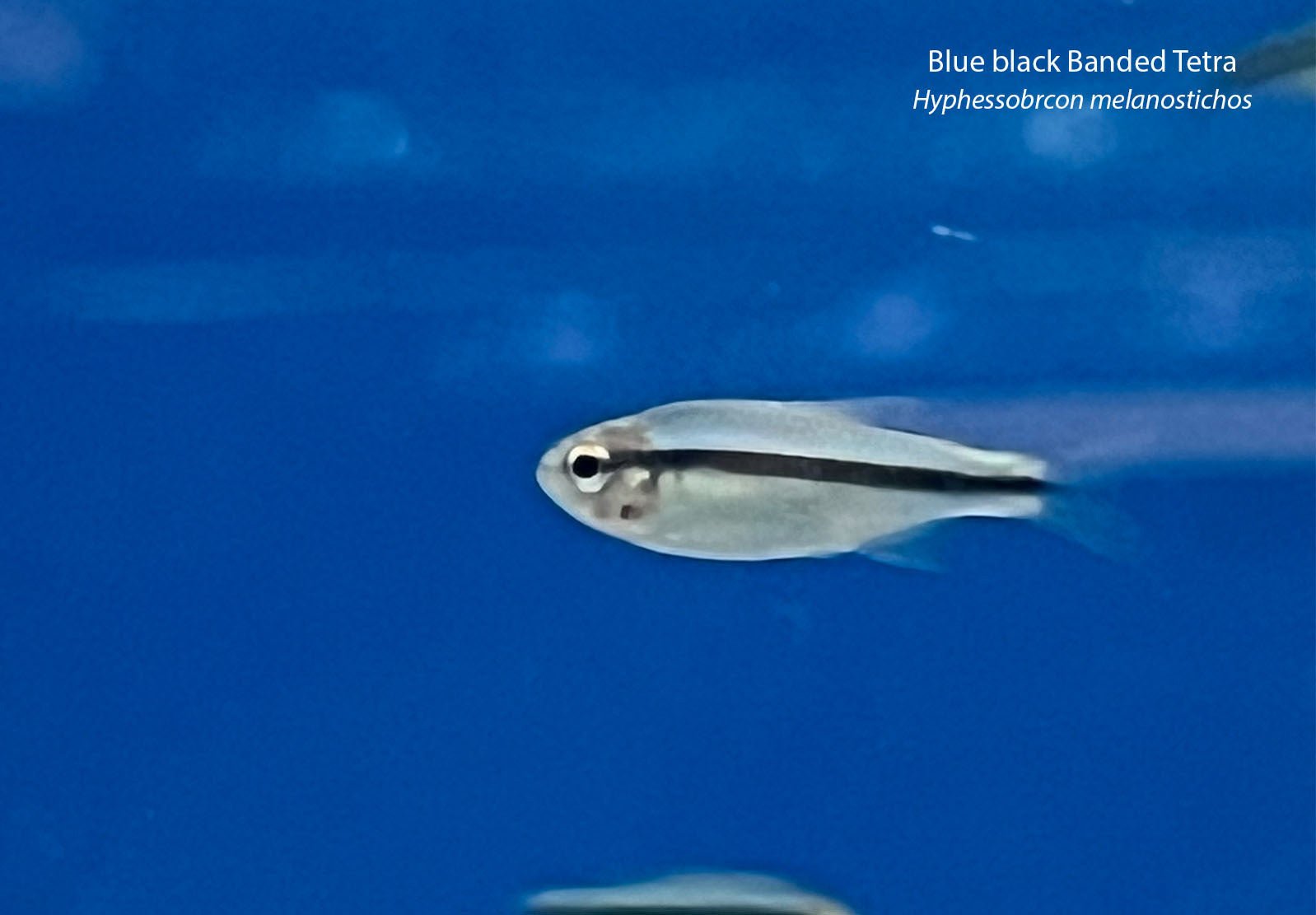 New Arrivals at Imperial Tropicals