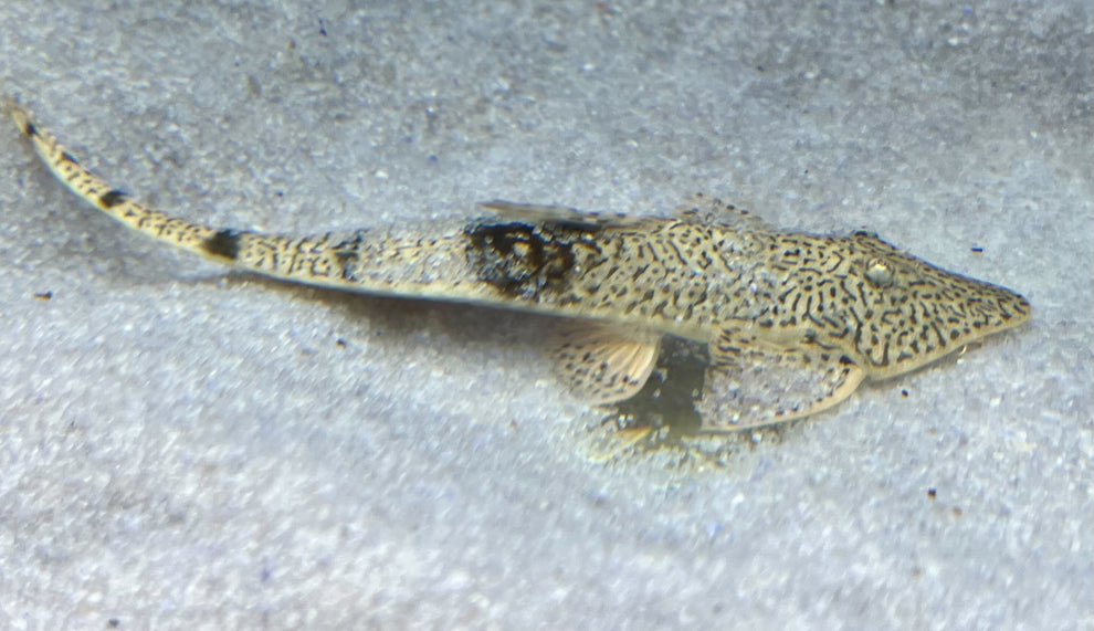 Chameleon Whiptail "Colombia" (Pseudohemiodon apithanos) - shop ...