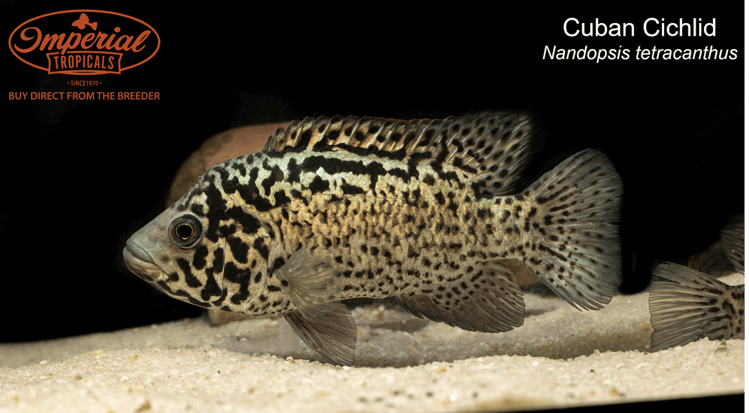 Imperial Tropicals - Buy aquarium fish direct from the breeder