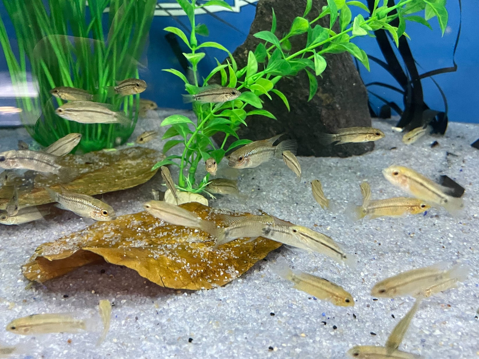 Diamond Apistogramma – Imperial Tropicals