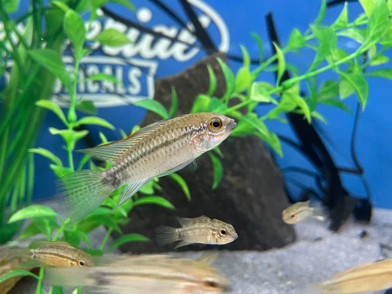 Diamond Apistogramma – Imperial Tropicals