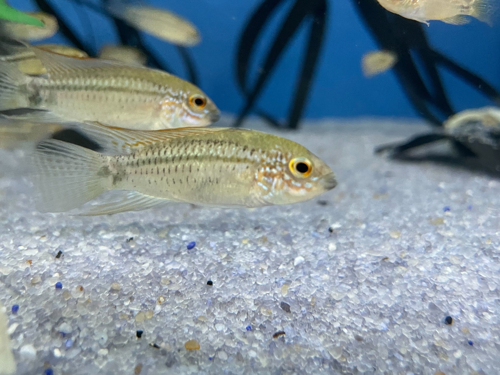 Diamond Apistogramma – Imperial Tropicals