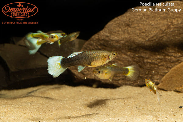 German Platinum Guppy (Poecilia reticulata) - shop Imperial Tropicals