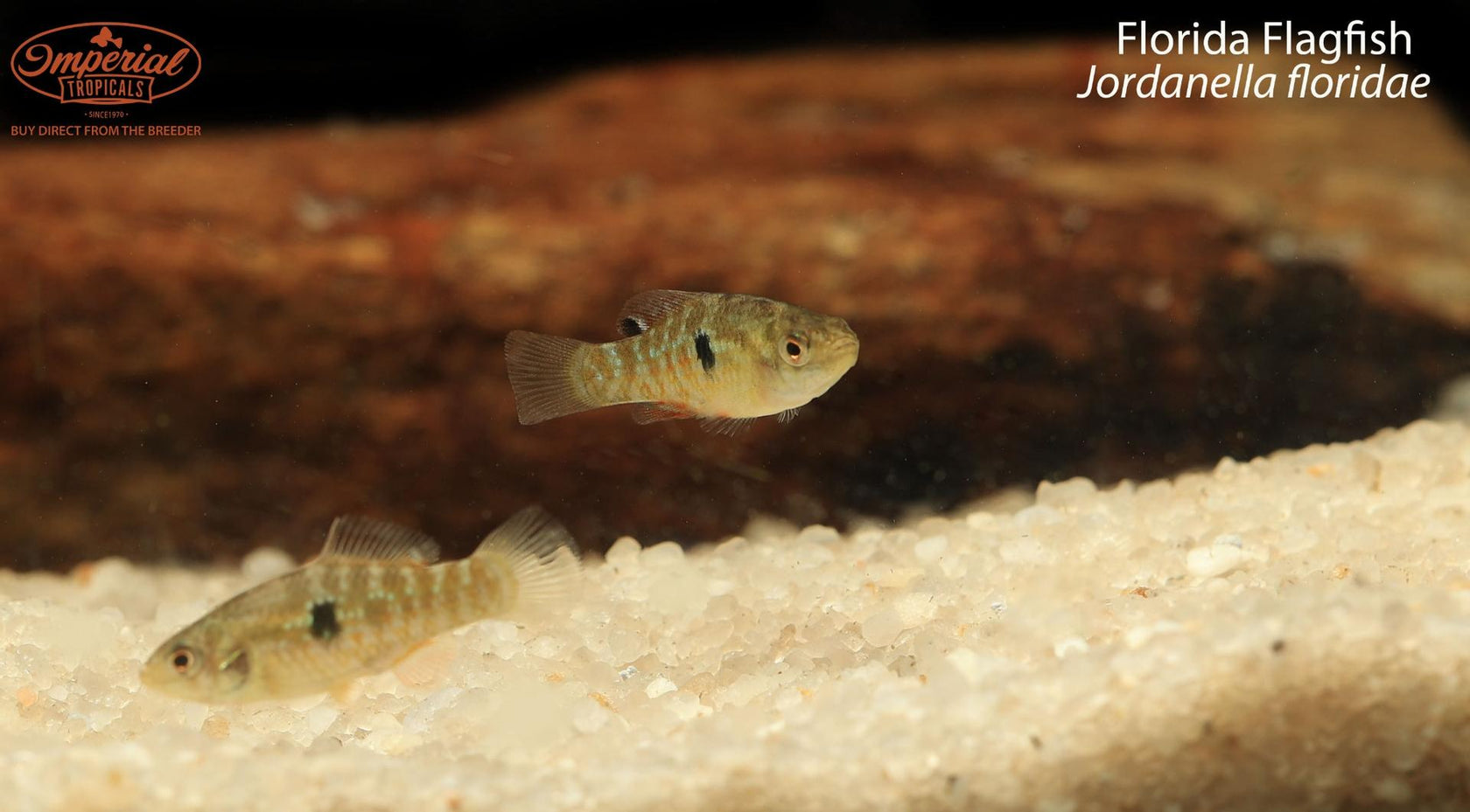 Florida Flagfish – Imperial Tropicals
