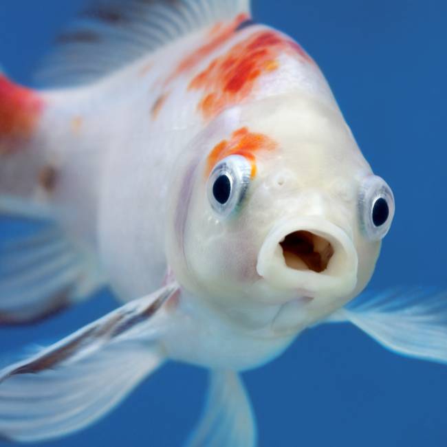 Starry Night Cichlid "Bleekeri" (Paratilapia polleni) - shop Imperial ...