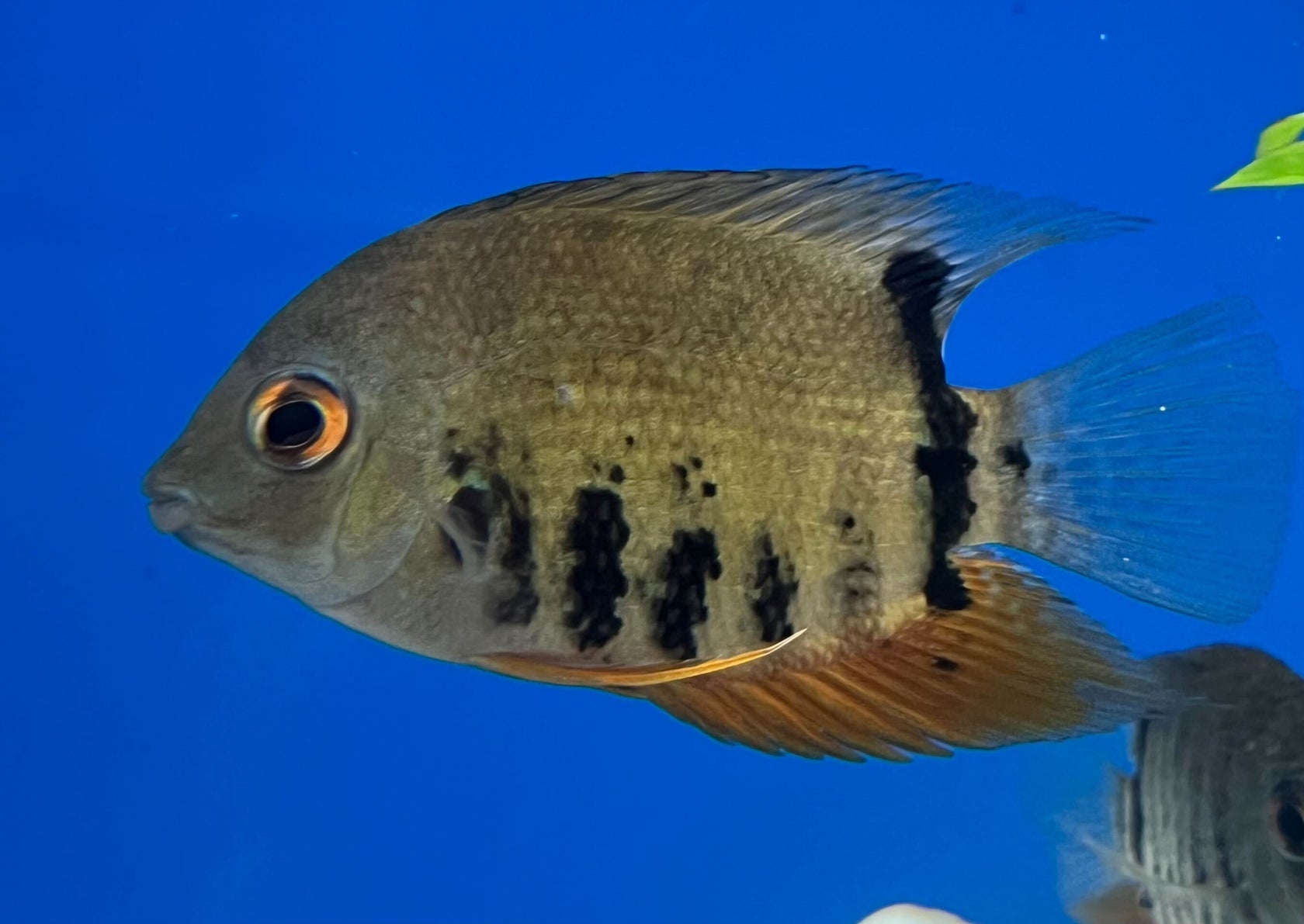 Colombian Green Severum – Imperial Tropicals