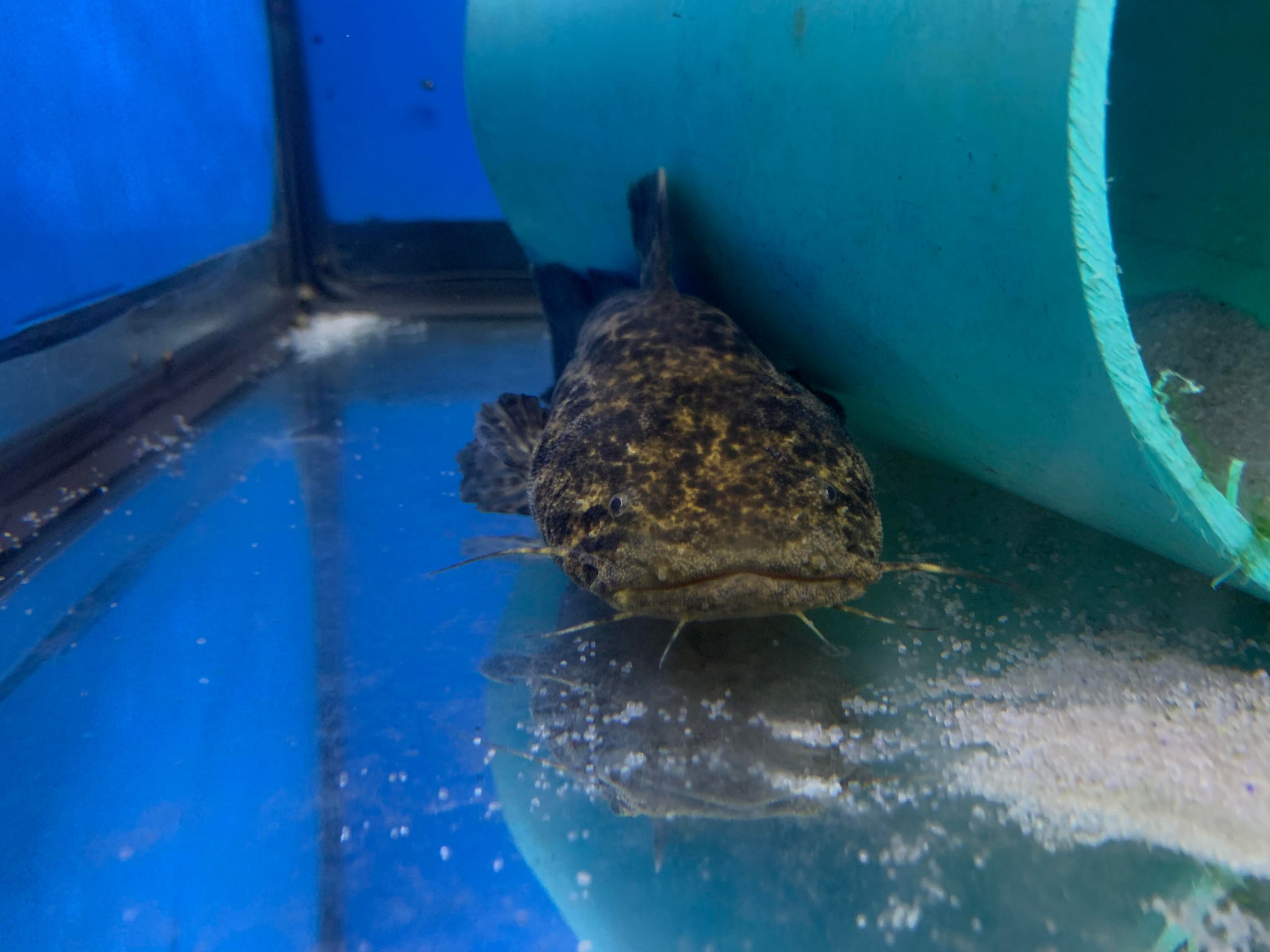 Apure Jelly Catfish – Imperial Tropicals