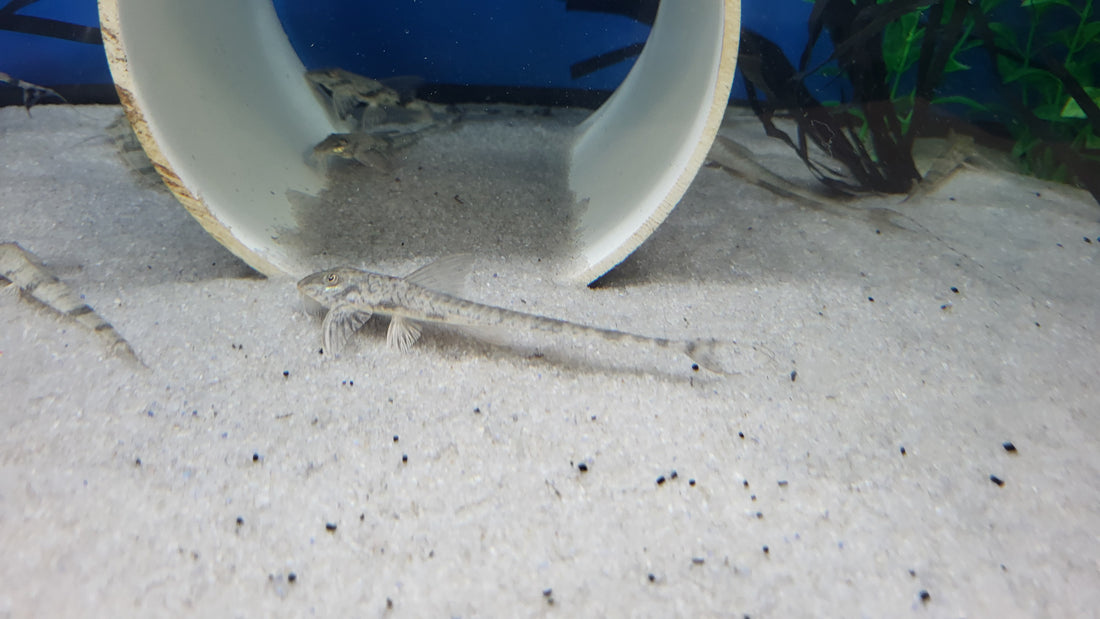 Marbled Whiptail – Imperial Tropicals