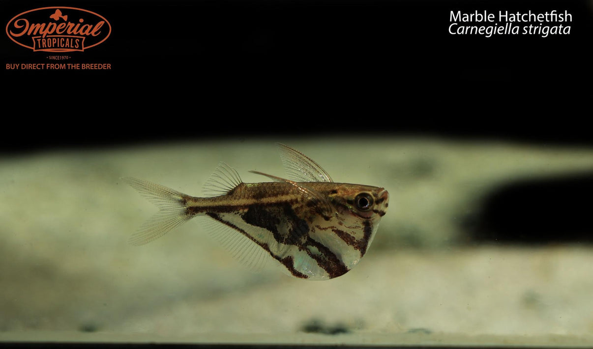 Marble Hatchetfish (Carnegiella strigata) - shop Imperial Tropicals
