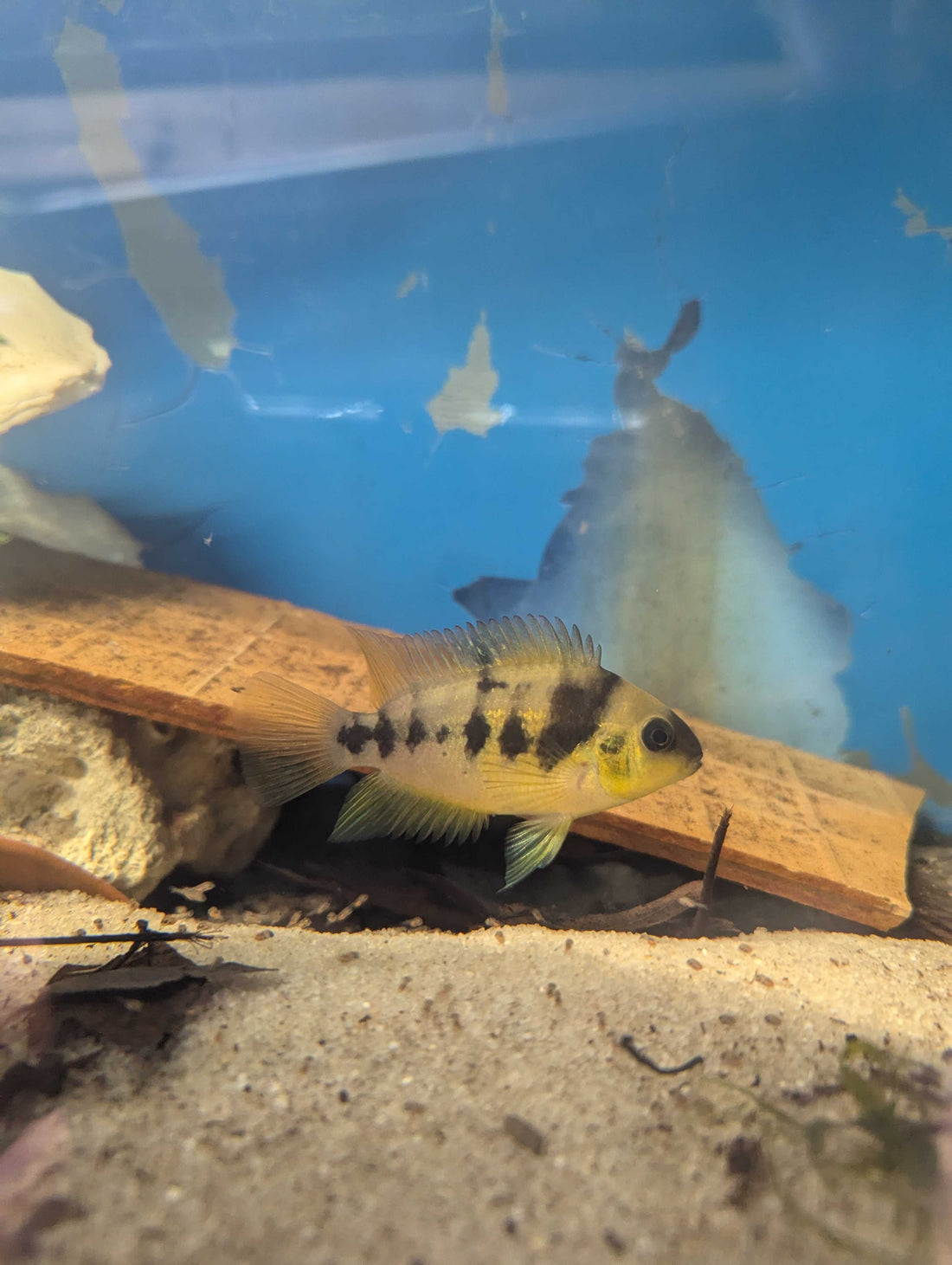 Cryptoheros nanoluteus - shop Imperial Tropicals