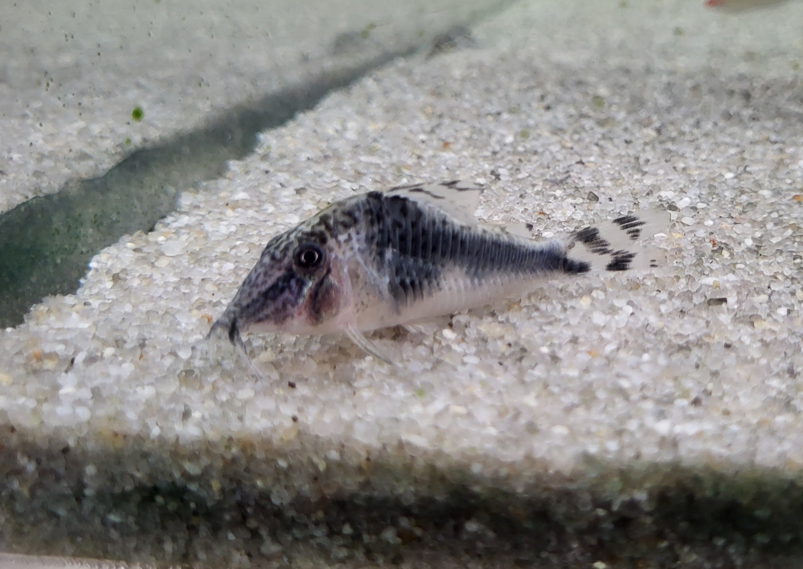 Corydoras – Page 2 – Imperial Tropicals