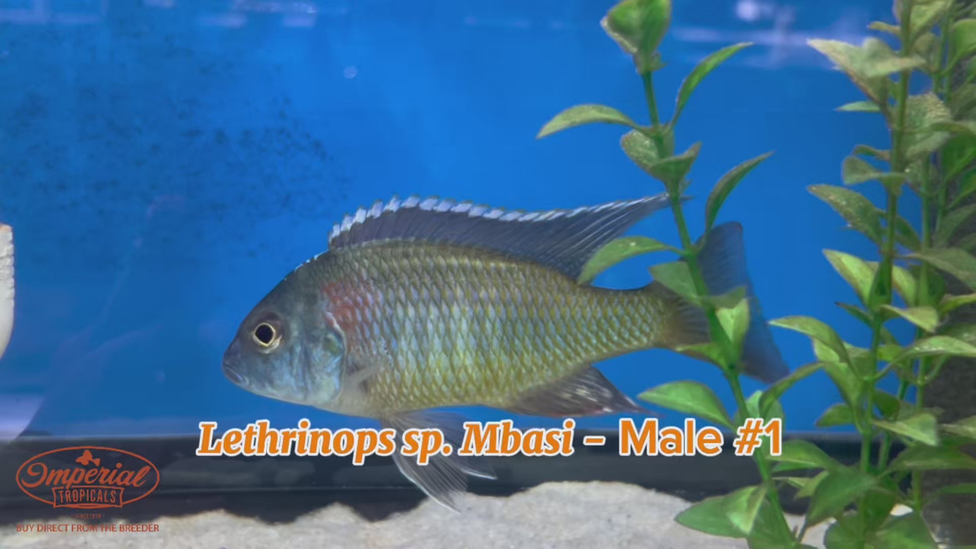 African cichlids – Page 8 – Imperial Tropicals