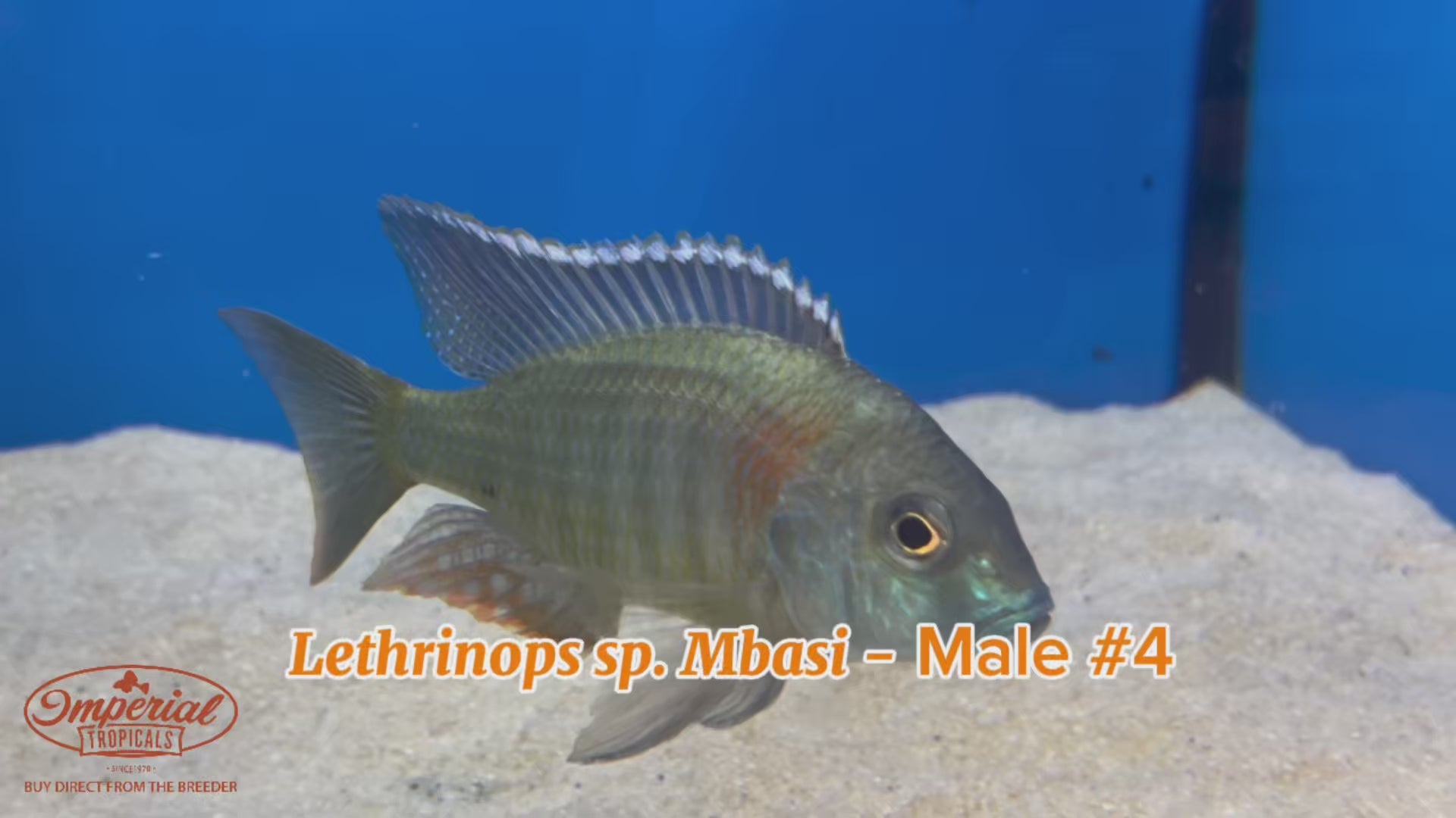 African cichlids – Page 8 – Imperial Tropicals