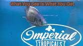 Ink Fin Calvus (Altolamprologus calvus) - shop Imperial Tropicals