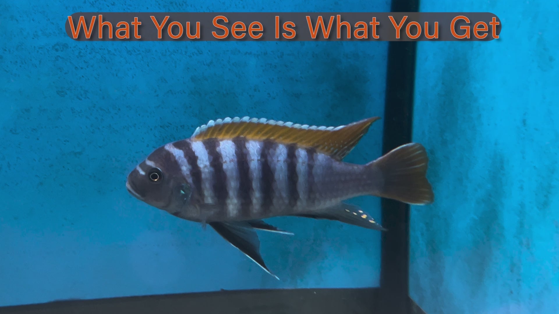 What you see is what you get – Imperial Tropicals