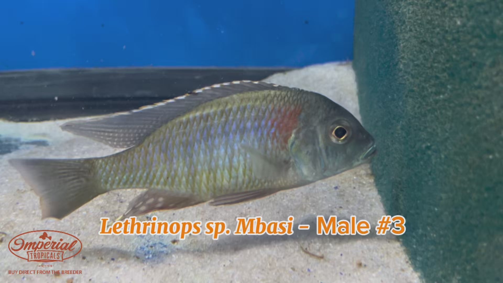 African cichlids – Page 8 – Imperial Tropicals