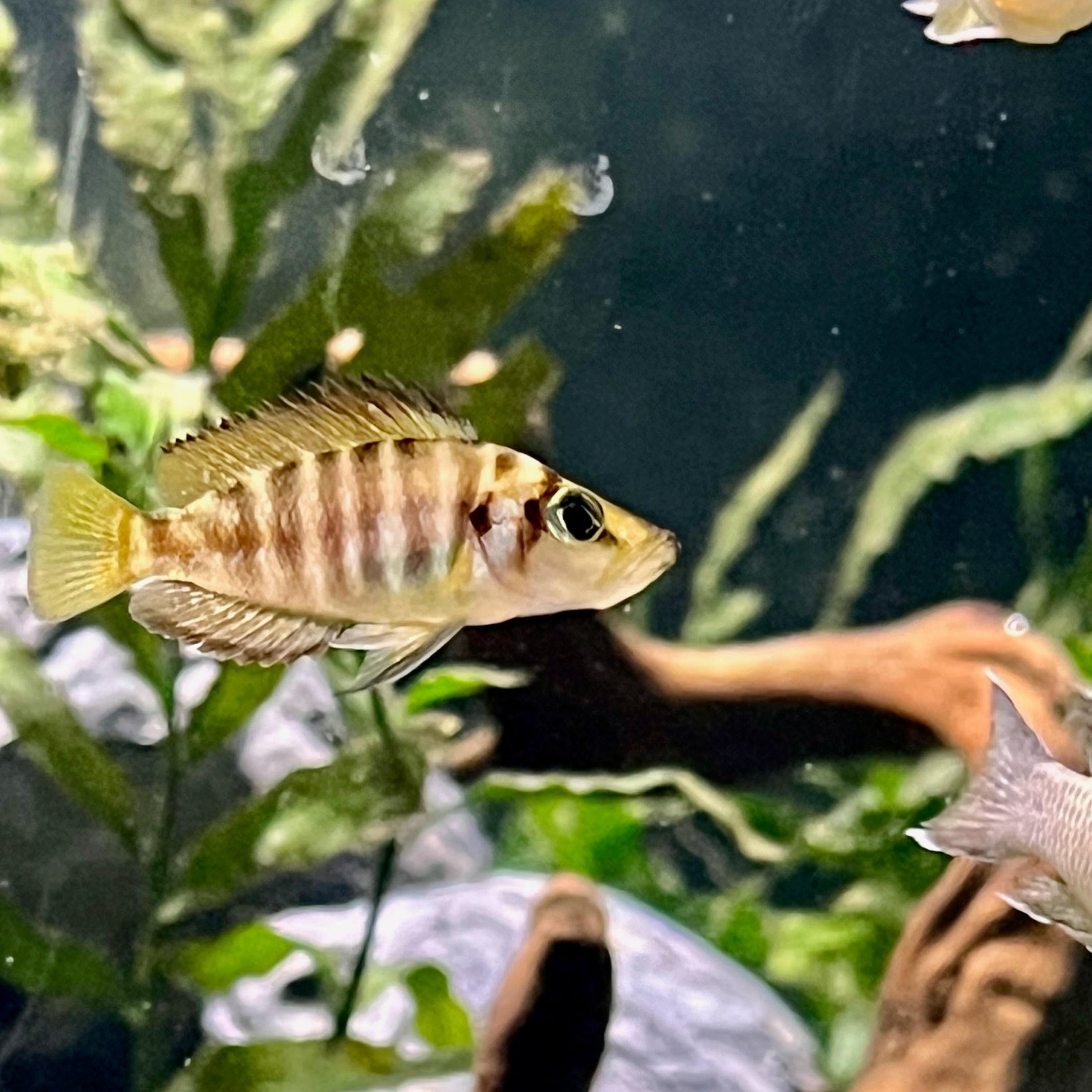 Kaguna Red Compressiceps – Imperial Tropicals