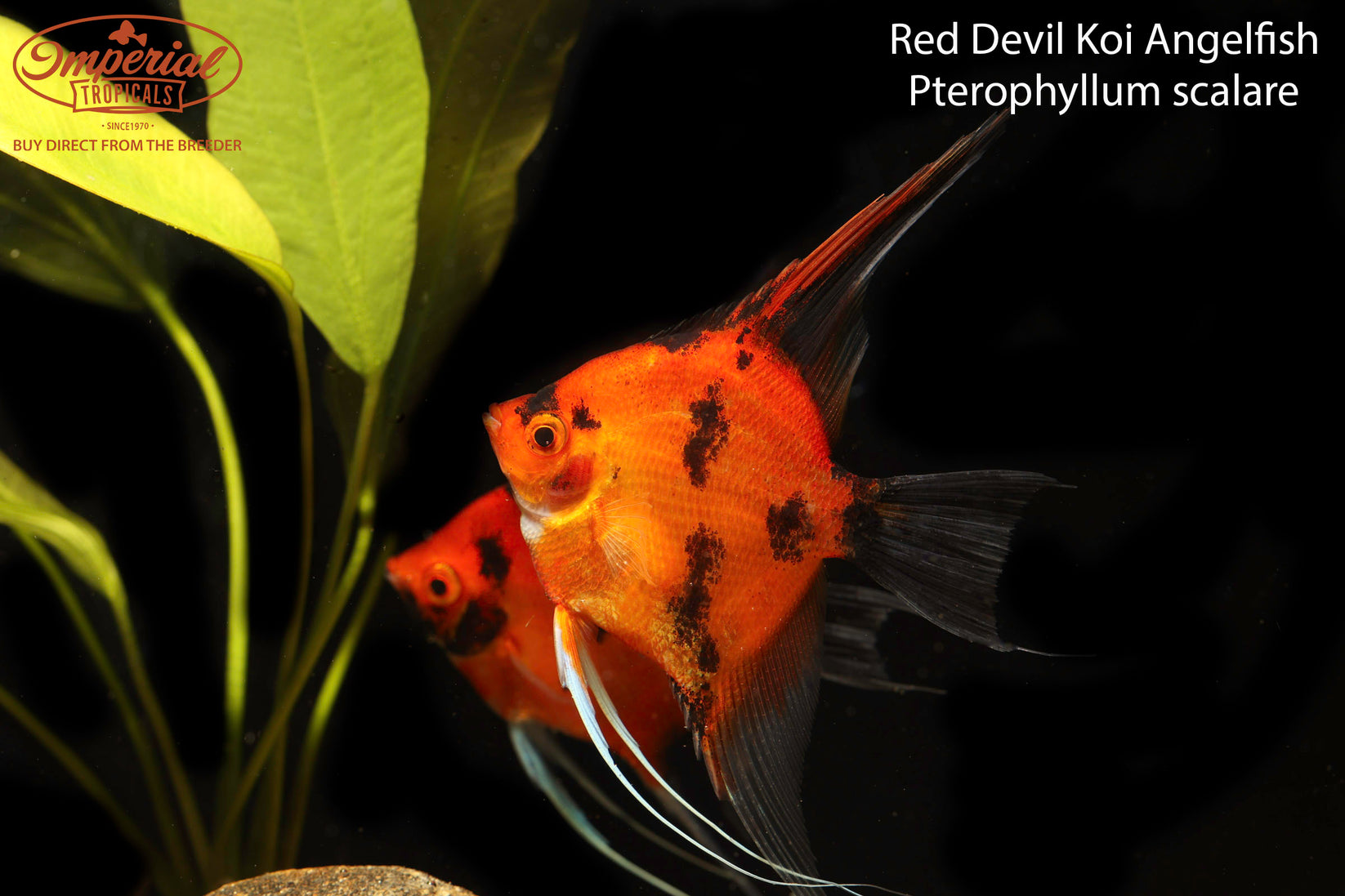 Red Koi Angelfish (Pterophyllum scalare) - shop Imperial Tropicals