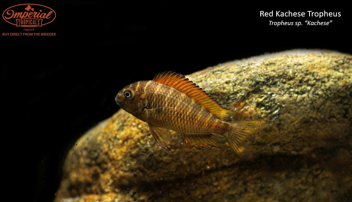 Red Kachese Tropheus – Imperial Tropicals
