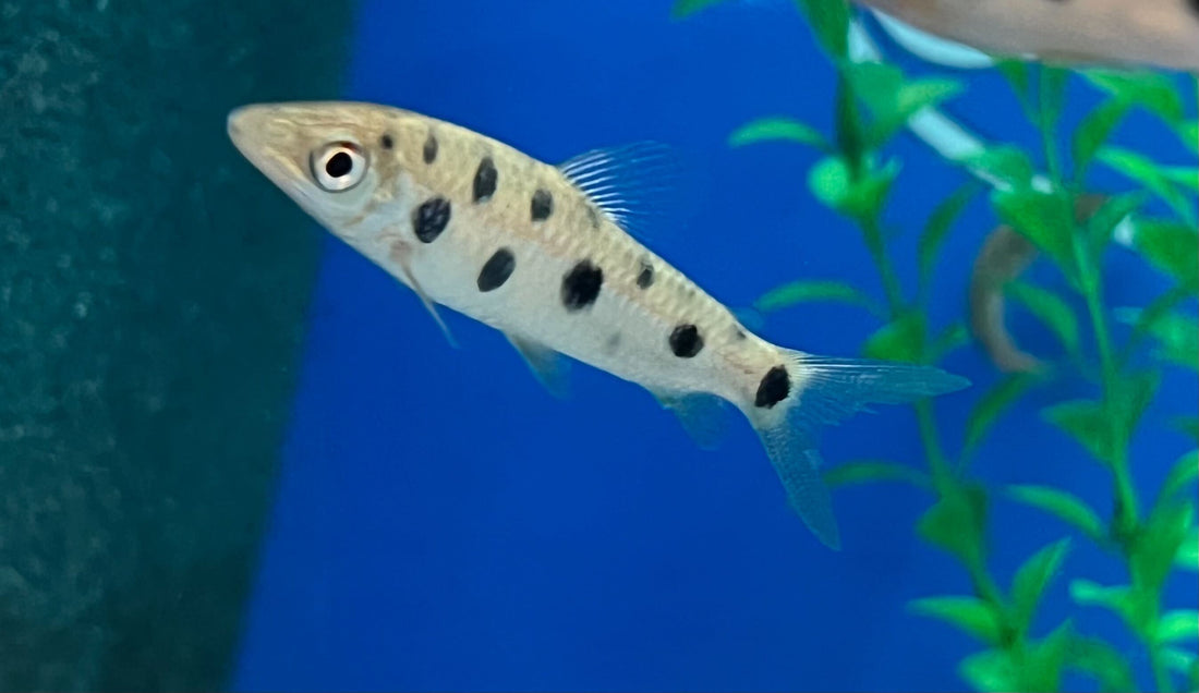 Red Leporinus – Imperial Tropicals