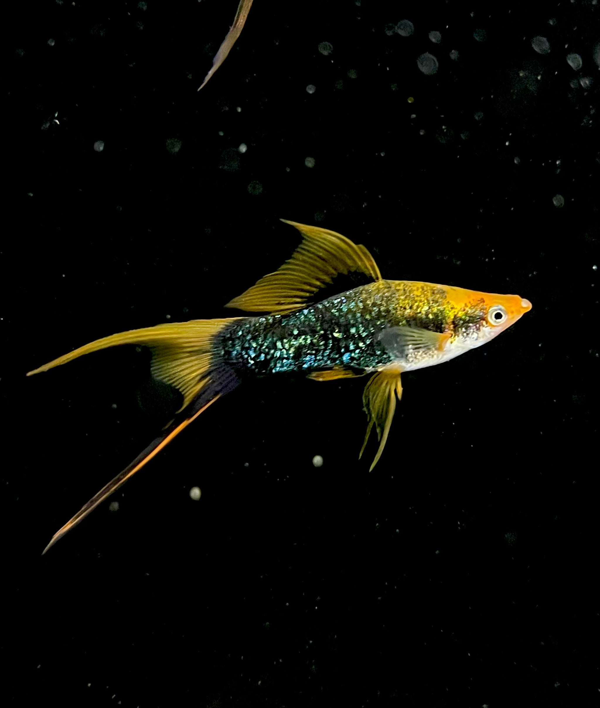 Red Tuxedo Lyretail Swordtail – Imperial Tropicals