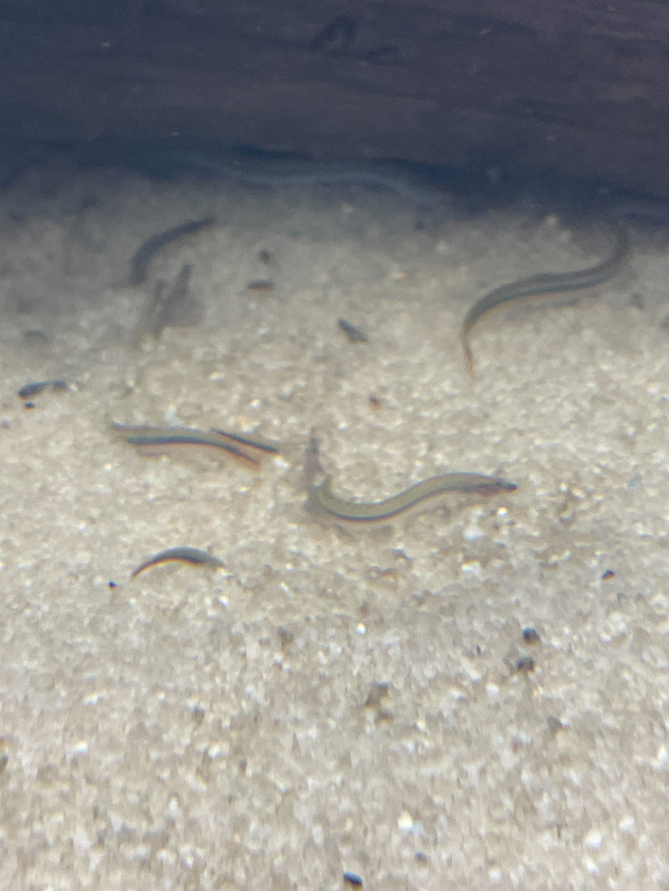 Loaches – Imperial Tropicals