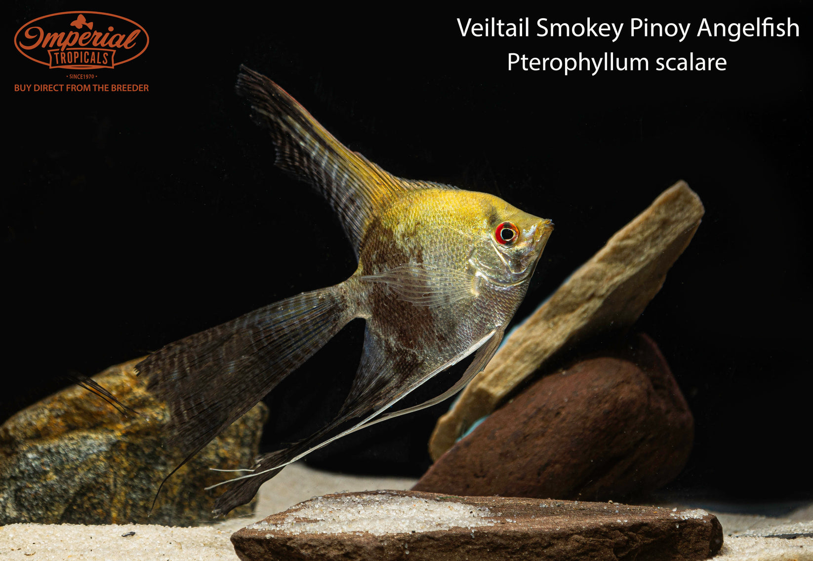 Veiltail Smokey Pinoy Angelfish – Imperial Tropicals