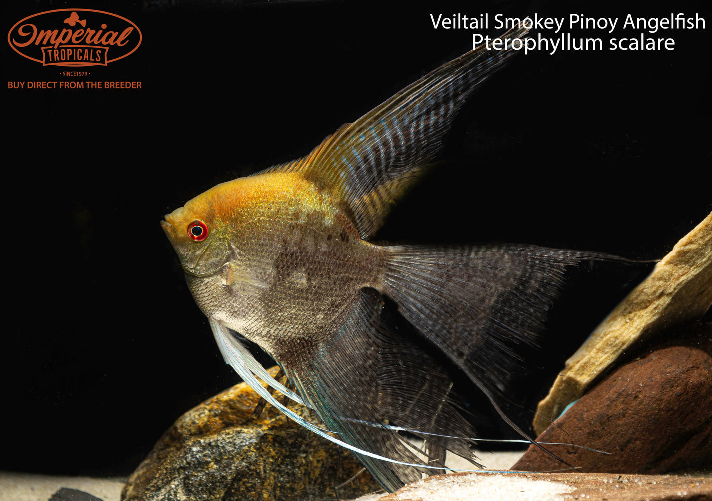 Veiltail Smokey Pinoy Angelfish – Imperial Tropicals