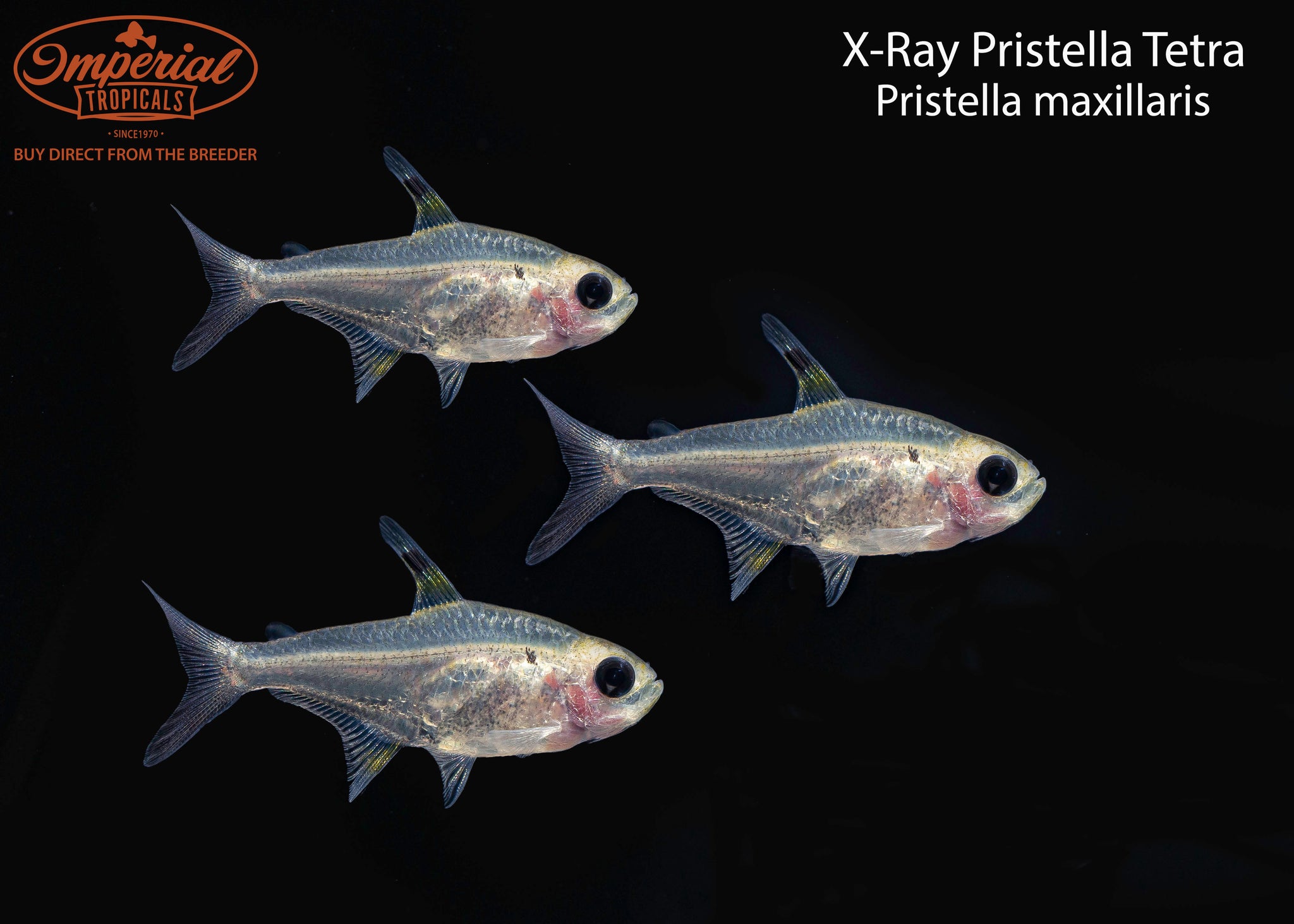 X-Ray Pristella Tetra (Pristella maxillaris) - shop Imperial Tropicals