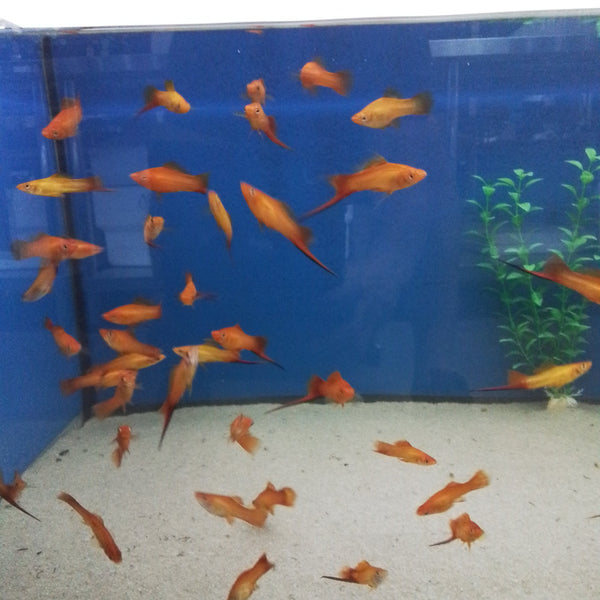 Marigold Swordtail (Xiphophorus hellerii) – Imperial Tropicals