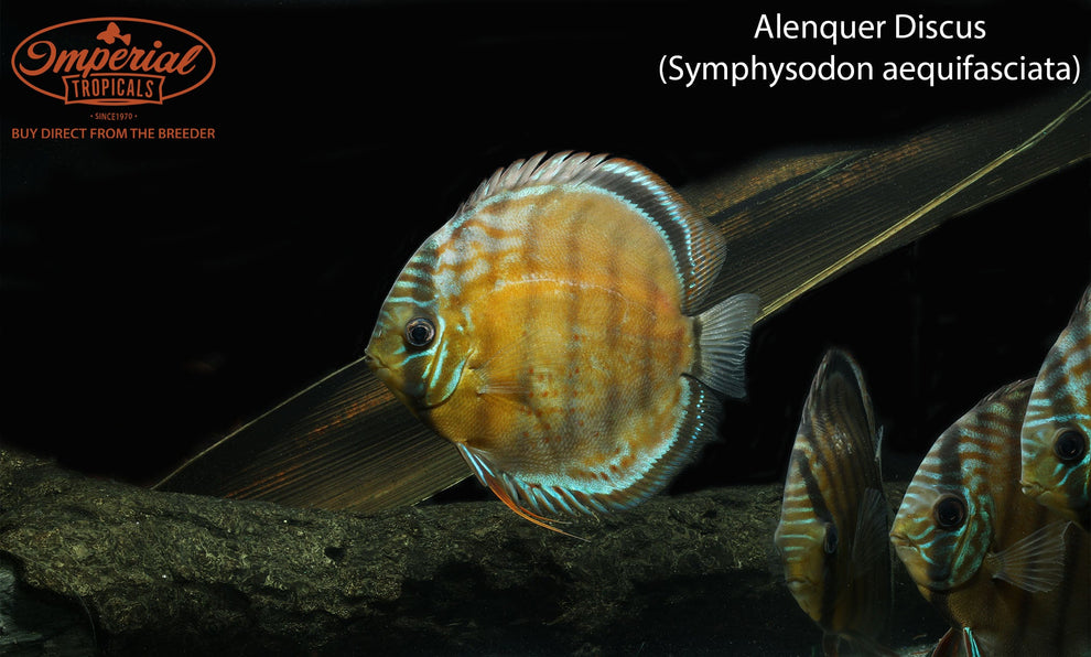 Alenquer Discus (Symphysodon aequifasciata) - shop Imperial Tropicals