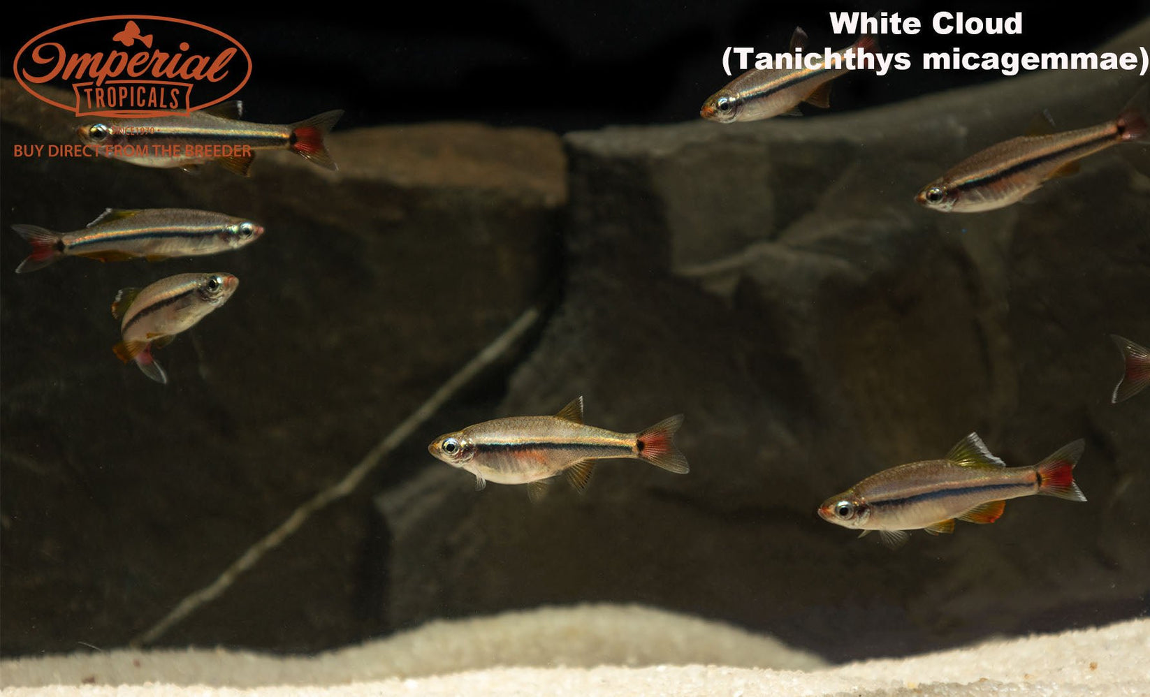 Vietnamese Cardinal Minnow (Tanichthys micagemmae) - shop Imperial ...