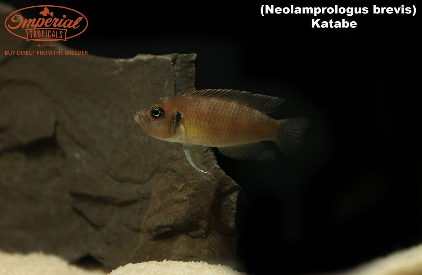 Neolamprologus brevis "Katabe" - shop Imperial Tropicals