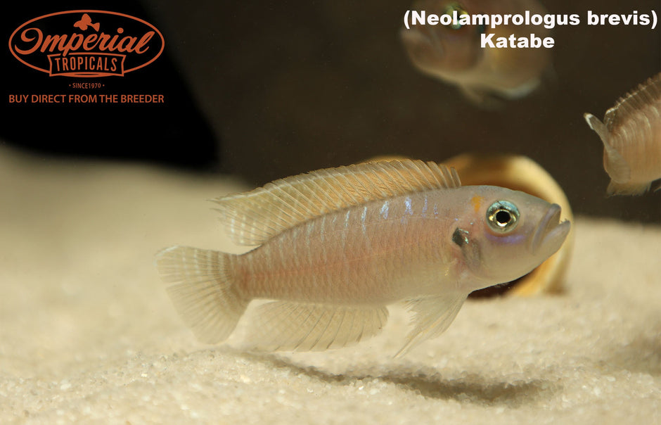 Lake Tanganyika cichlids – Page 2 – Imperial Tropicals