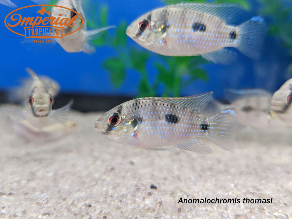 Electric Blue Acara (Andinoacara sp.) - shop Imperial Tropicals