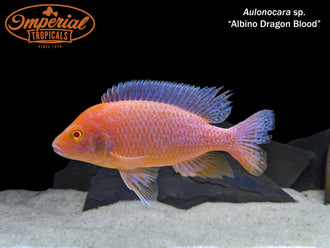 Red Back Amapa Angelfish (Pterophyllum scalare) - shop Imperial Tropicals