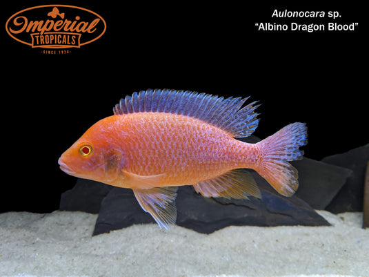 Red Back Amapa Angelfish (Pterophyllum scalare) - shop Imperial Tropicals