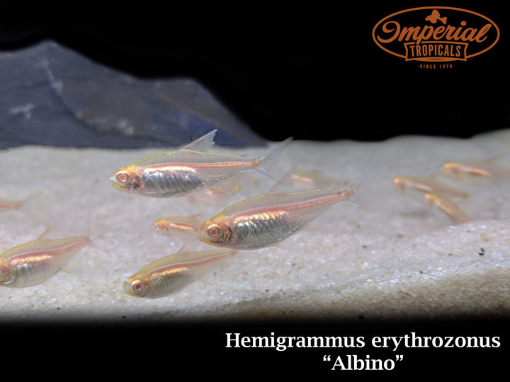Characiformes (Tetras) – Imperial Tropicals
