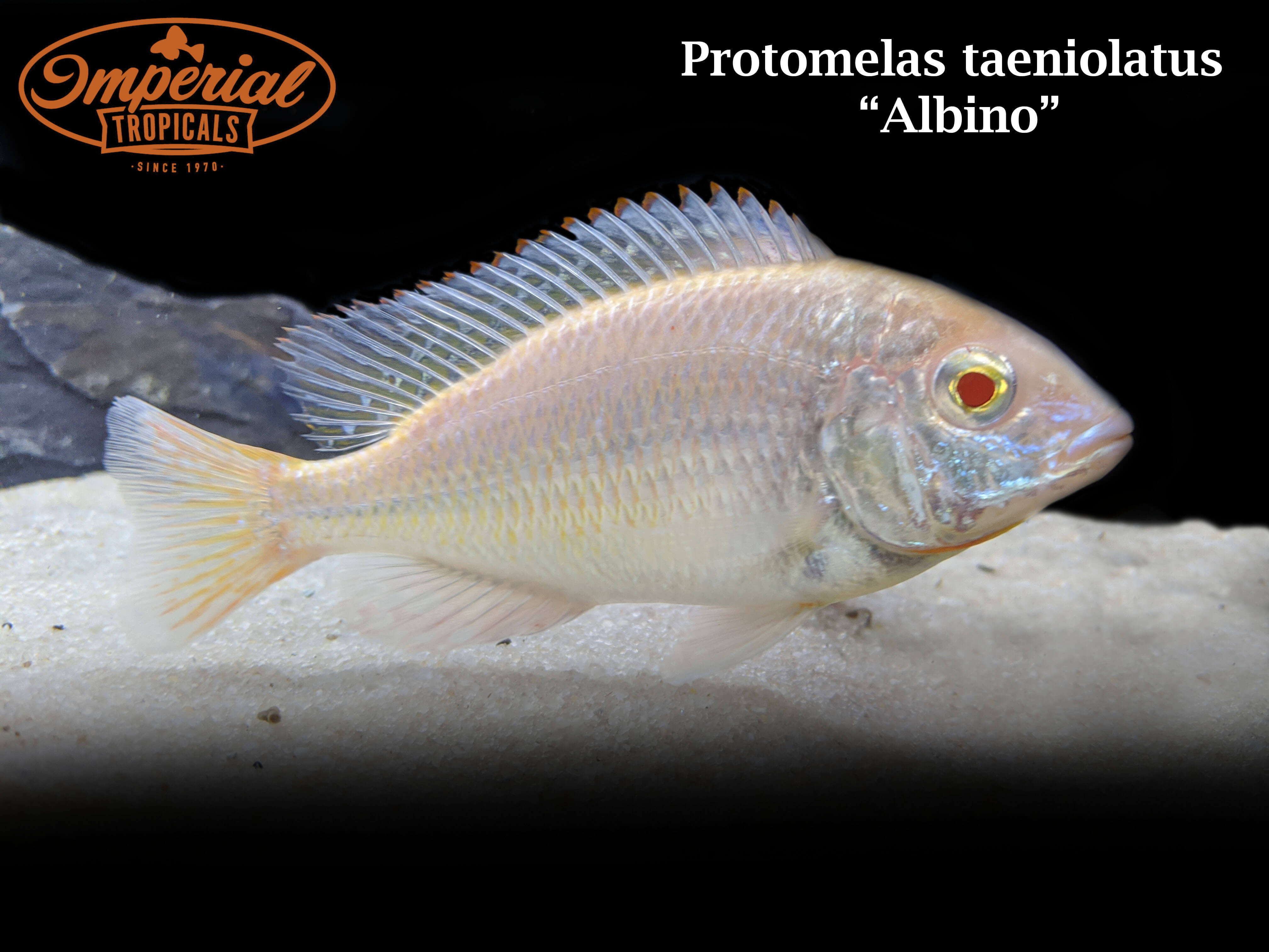 Albino Red Empress (Protomelas taeniolatus) - shop Imperial Tropicals