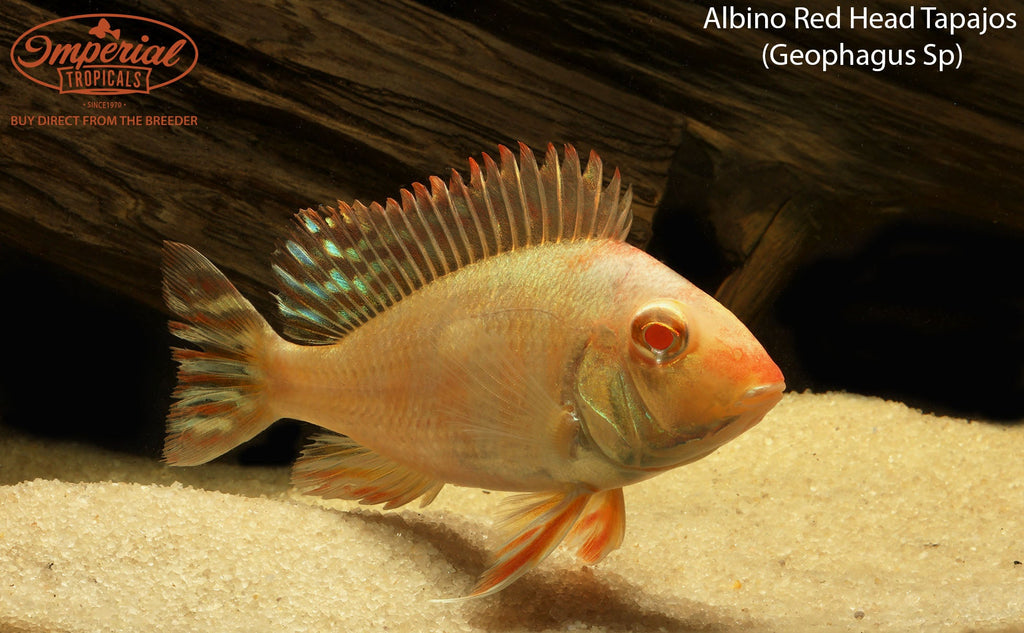 Albino Red Head Tapajos (Geophagus sp.) – Imperial Tropicals