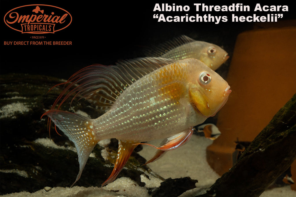 Albino Threadfin Acara (Acarichthys heckelii) – Imperial Tropicals