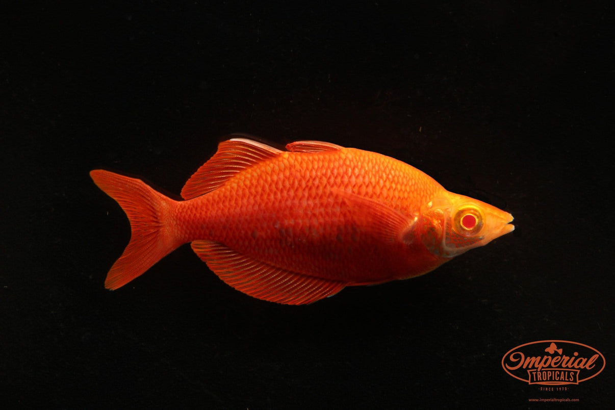 Albino Millennium Rainbowfish (Glossolepis pseudoincisus) - shop ...