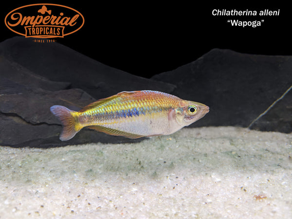 Alleni Rainbowfish "Wapoga" (Chilatherina alleni) – Imperial Tropicals