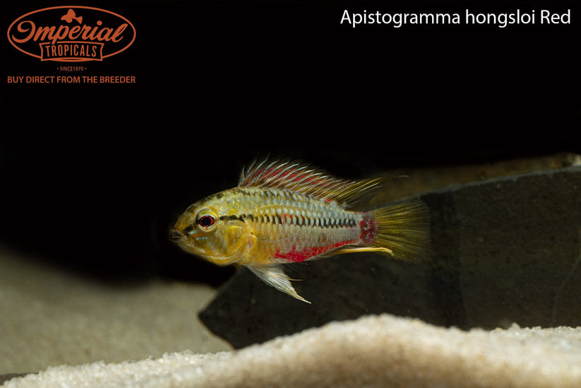 Apistogramma hongsloi Red - shop Imperial Tropicals