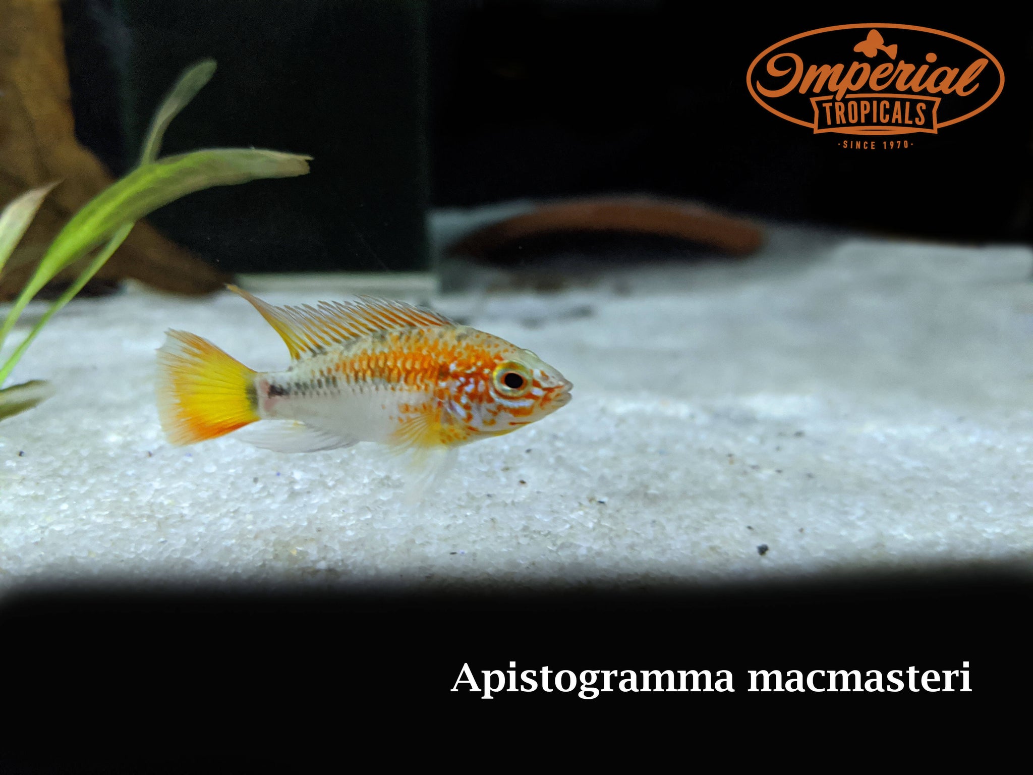 Apistogramma macmasteri Red - shop Imperial Tropicals