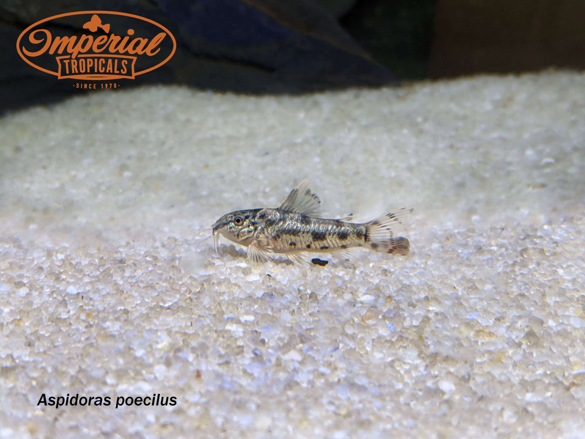 Aspidoras poecilus - shop Imperial Tropicals
