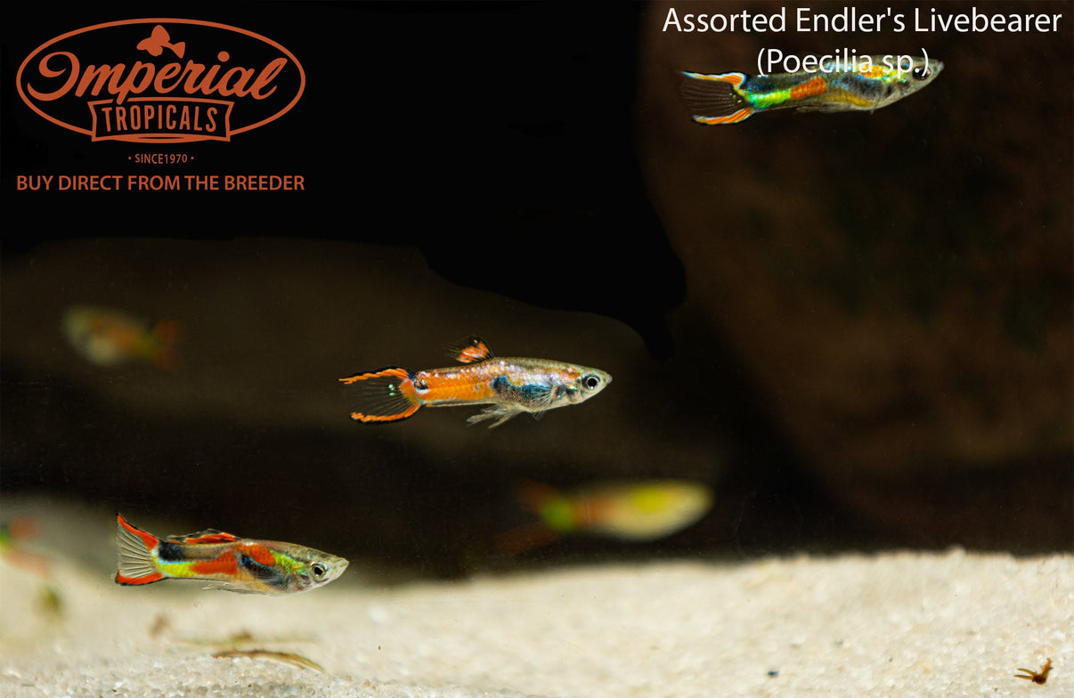 Assorted Endler's Livebearer (Poecilia sp.) - shop Imperial Tropicals