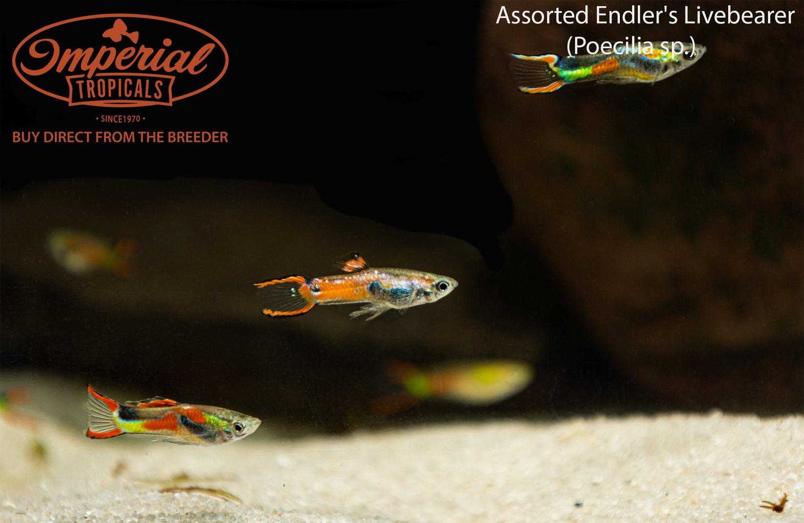 Assorted Endler's Livebearer (Poecilia sp.) - shop Imperial Tropicals