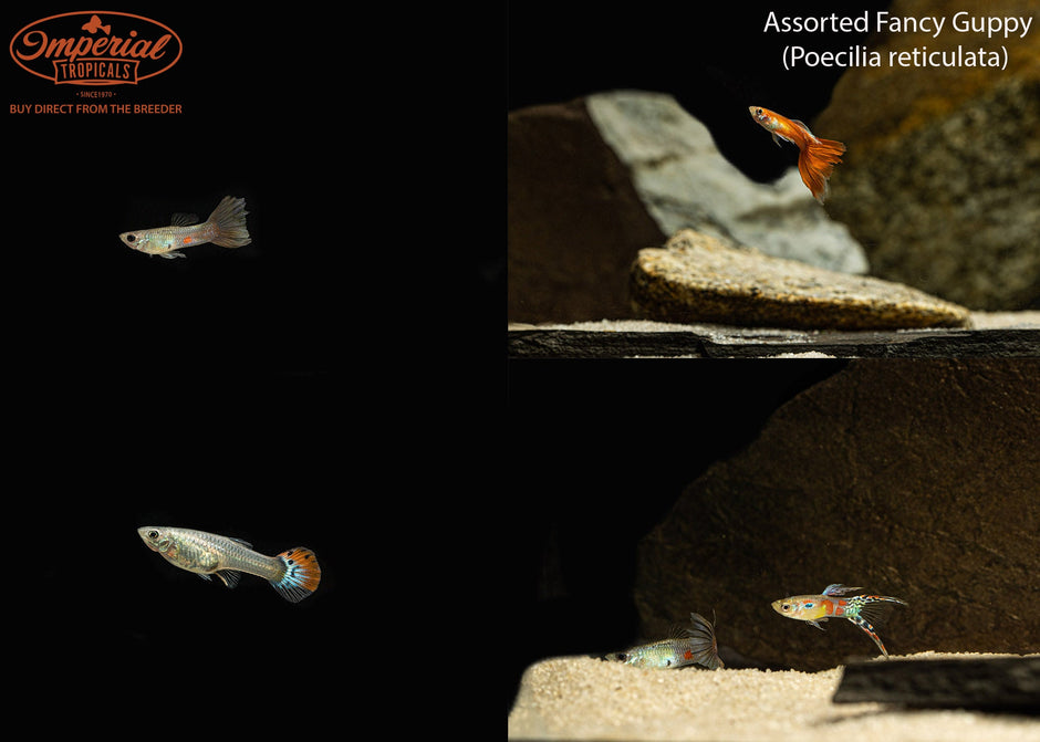 Guppies – Imperial Tropicals