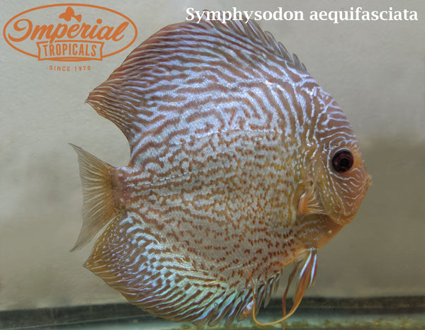 Assorted Discus (Symphysodon aequifasciata) – Imperial Tropicals